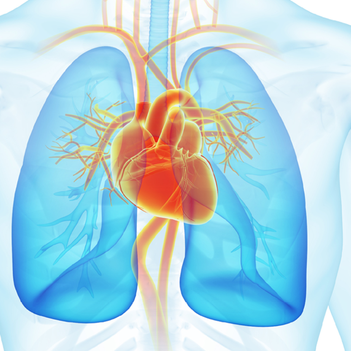 what is the heart and lung act