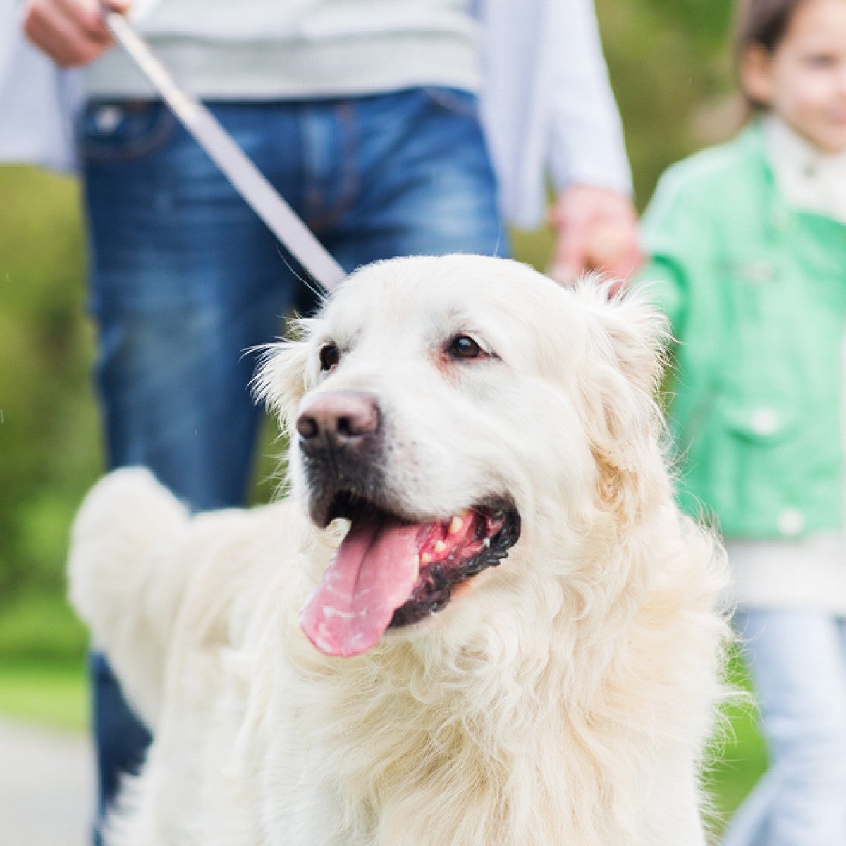 Does Your Child Know Their Dog Manners? | Lehigh Valley Health Network