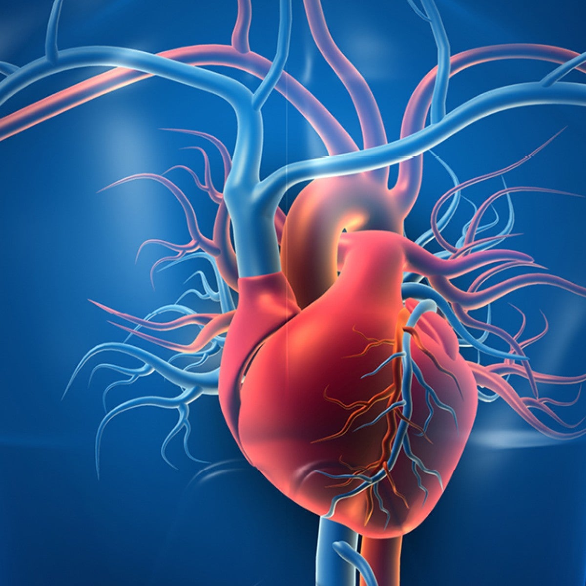 Getting to the Heart of Circulatory Health | Lehigh Valley Health Network